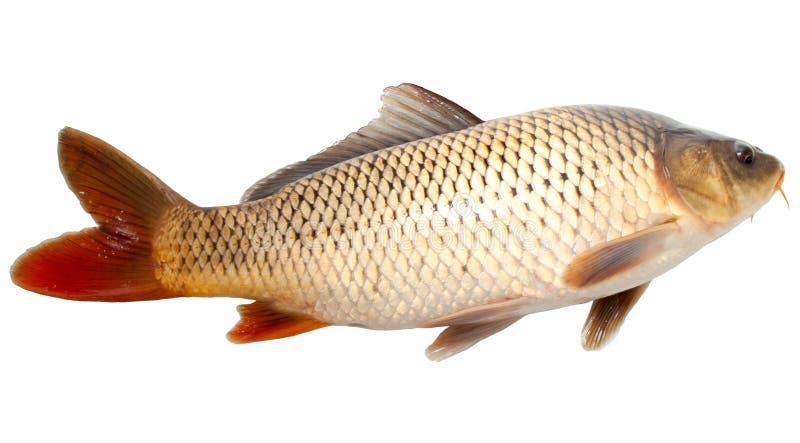 Fish tail,carp stock photo. Image of fish, food, scaleless - 6721452