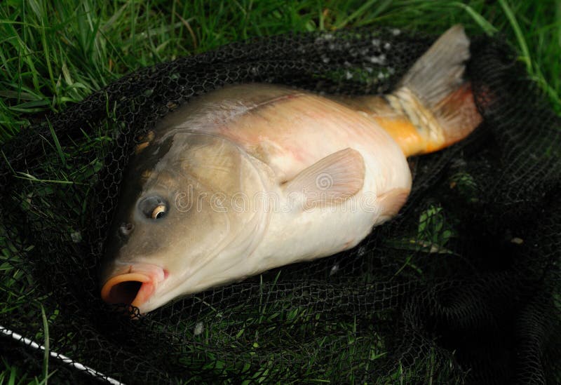 Catfish stock image. Image of ugly, fish, huge, angling - 15037963