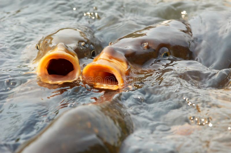 Carp on ice stock photo. Image of dinner, carp, nature - 16559460