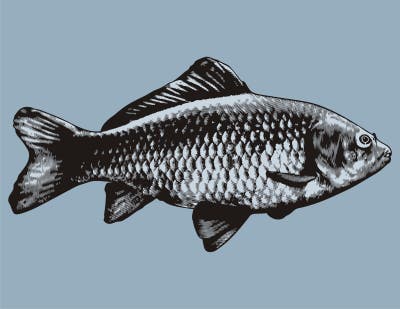 Mirror Carp Stock Illustrations – 143 Mirror Carp Stock Illustrations ...