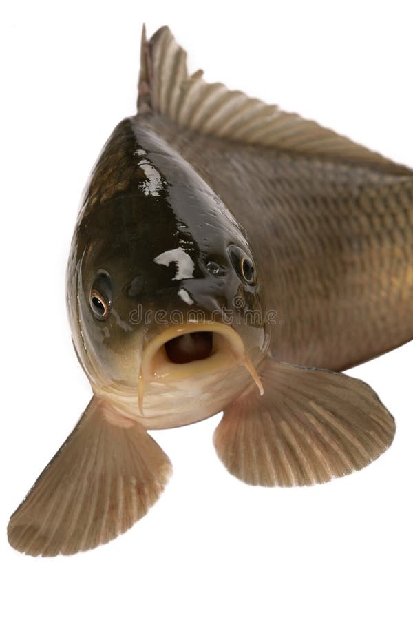 Carp stock photo. Image of head, nature, food, animal - 17174710