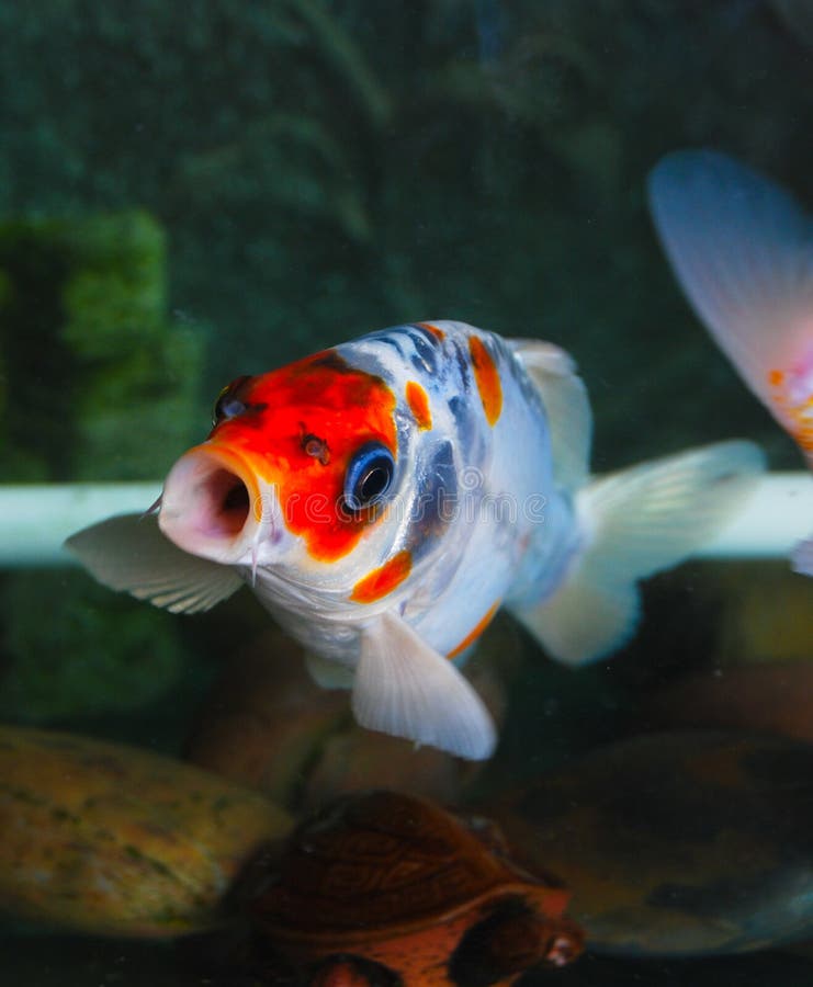 2,971 Cute Carp Stock Photos - Free & Royalty-Free Stock Photos from ...