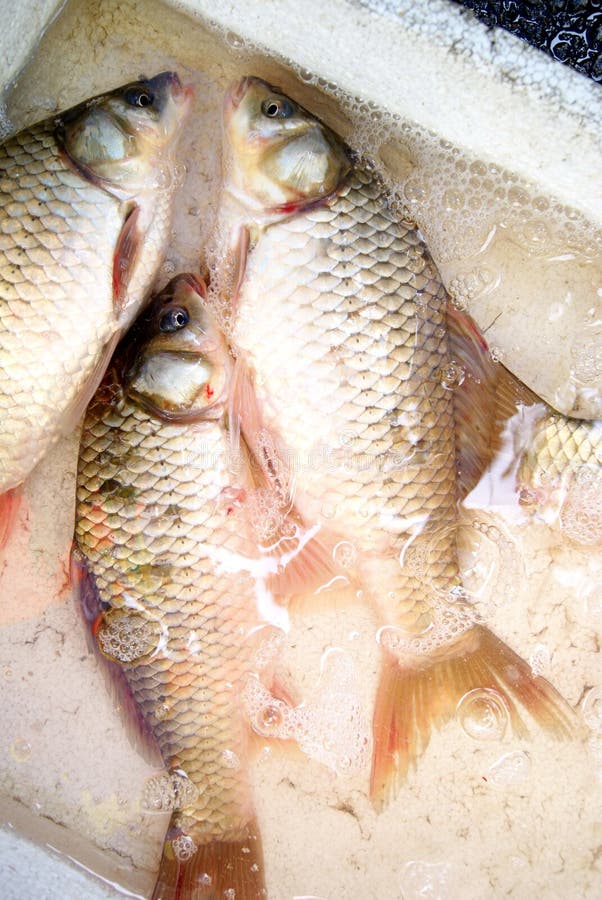 White Carp are Swimming, Many, Very Beautiful Stock Image - Image of ...