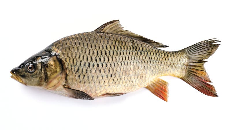 Common carp stock image. Image of close, food, common - 16524697