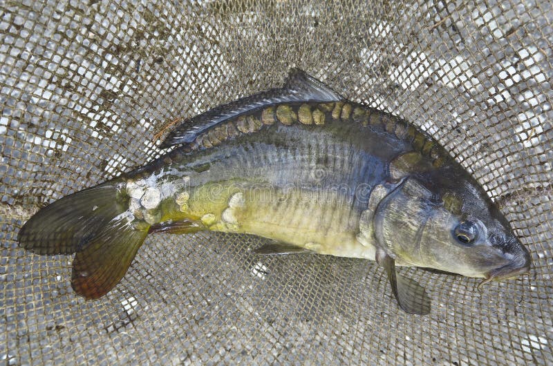 Fresh Carp Fish Tail Closeup Stock Photo - Image of protein, gray: 21111428