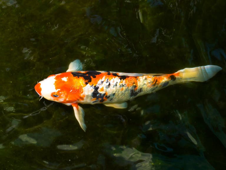 290 Japanese Carp Ink Paintings Stock Photos - Free & Royalty-Free ...