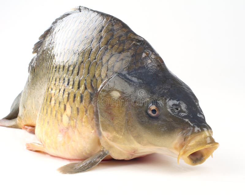 Carp stock image. Image of delicatessen, kitchen, healthy - 4076083