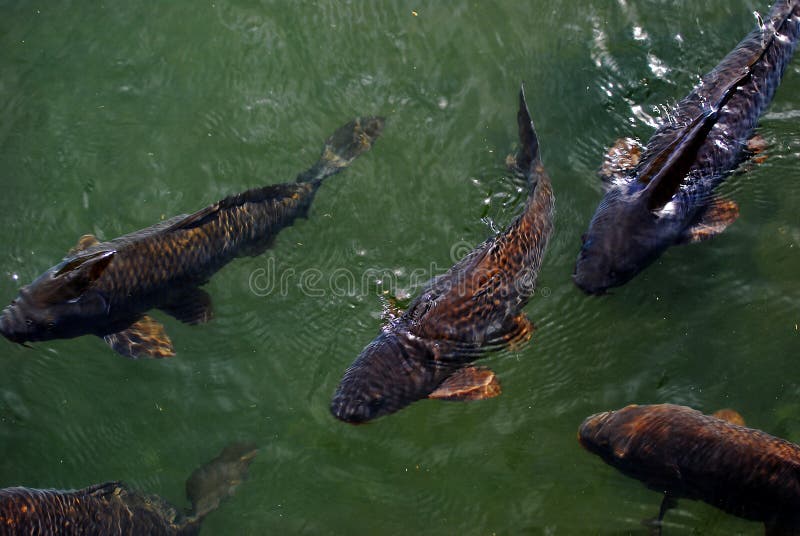 Carp stock photo. Image of seafood, fish, lawrence, splash - 4362944