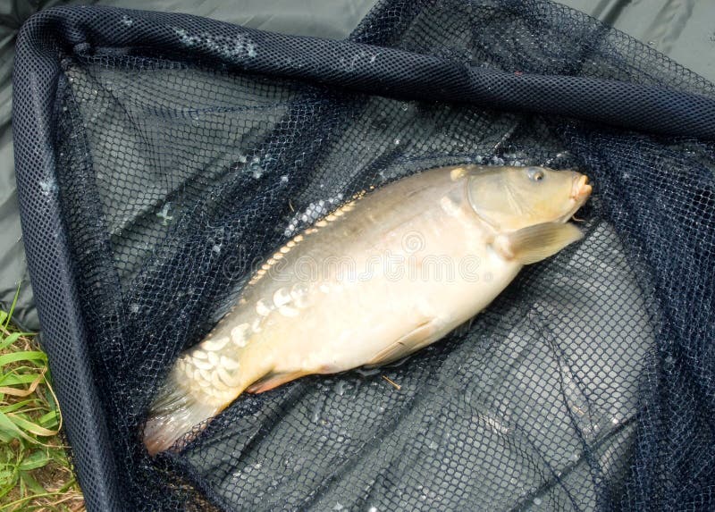 Carp stock photo. Image of animal, meat, carp, fish, czech - 5138764