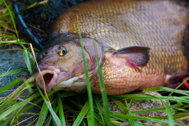 258 Fat Goldfish Stock Photos - Free & Royalty-Free Stock Photos from ...