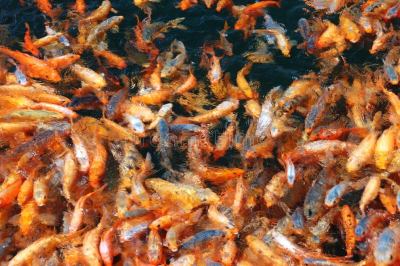 Carp stock photo. Image of fish, squished, group, lots - 6174658