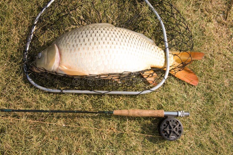 Carp stock image. Image of food, fishing, cafuie, fisheries - 6435649