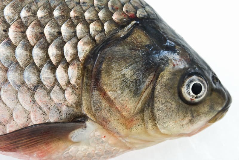 Fish tail,carp stock photo. Image of fish, food, scaleless - 6721452