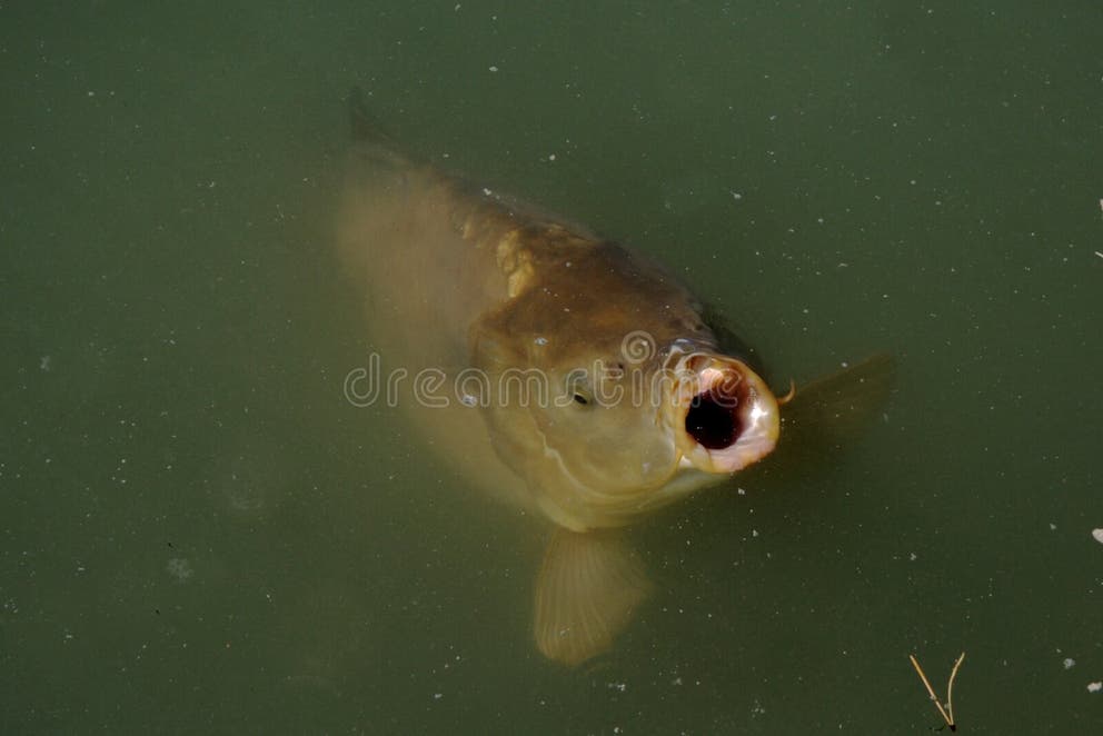 Carp stock photo. Image of ocean, aquatic, angling, lips - 7289186