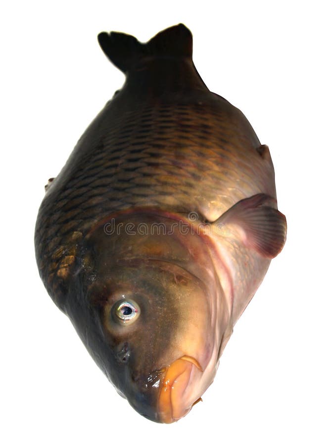 Carp stock photo. Image of scales, healthy, meat, catch - 91934506