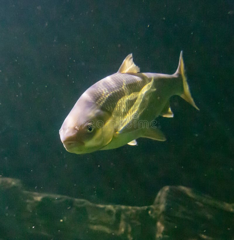 Carp in the Aquarium, Close-up View of the Fish Stock Photo - Image of ...