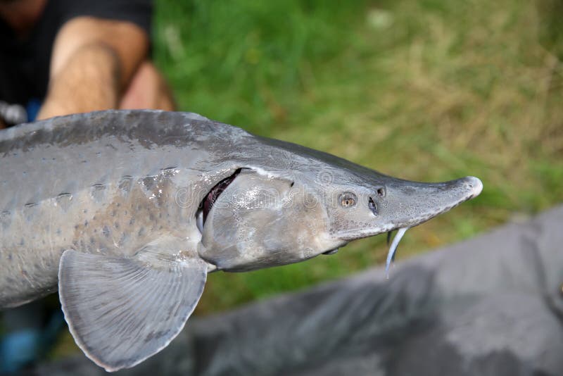 Carp is an Atracine Fish for the Angler. Stock Image - Image of europe ...