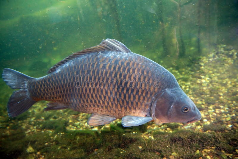 The Big Carp Caught is Released into the Water. Stock Photo - Image of ...