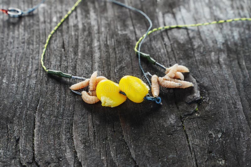 Carp Bait. Corn and Oparod on the Hook. Baiting Fish on Fishing Stock ...