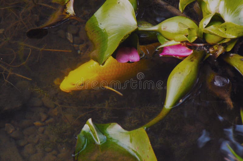 Carp stock image. Image of photographed, trip, yellow - 72546875