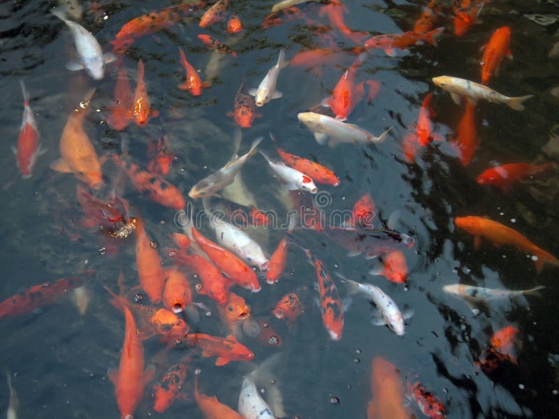 Carp chinese fish in water stock image. Image of garden - 61957261