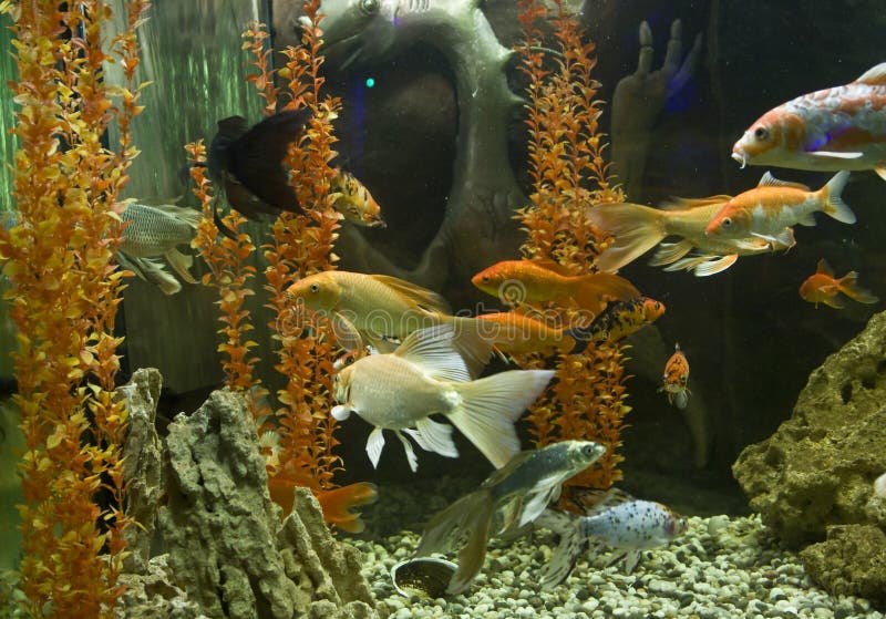 Carp Coi (carpio Linnacus Cyprinus) Stock Image - Image of nature ...