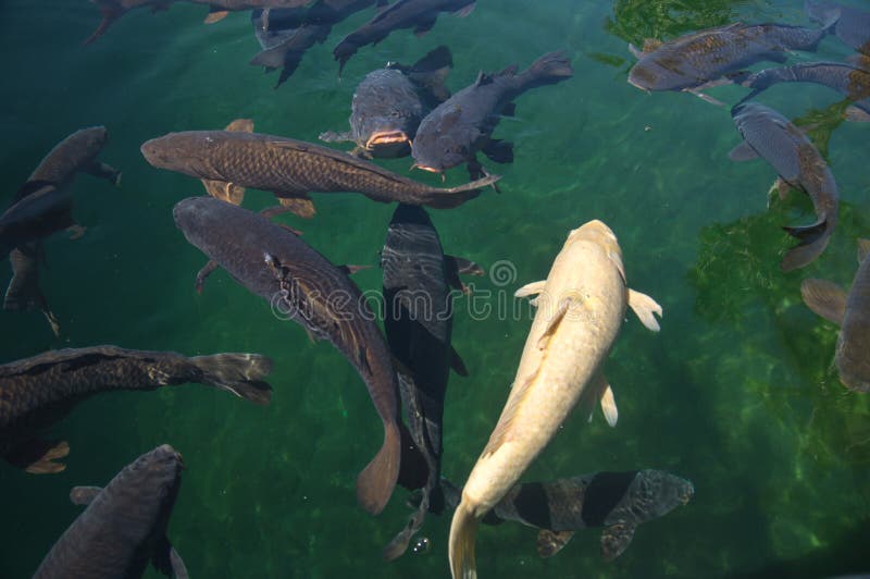 Carp in the Colorado stock photo. Image of fish, water - 31213068