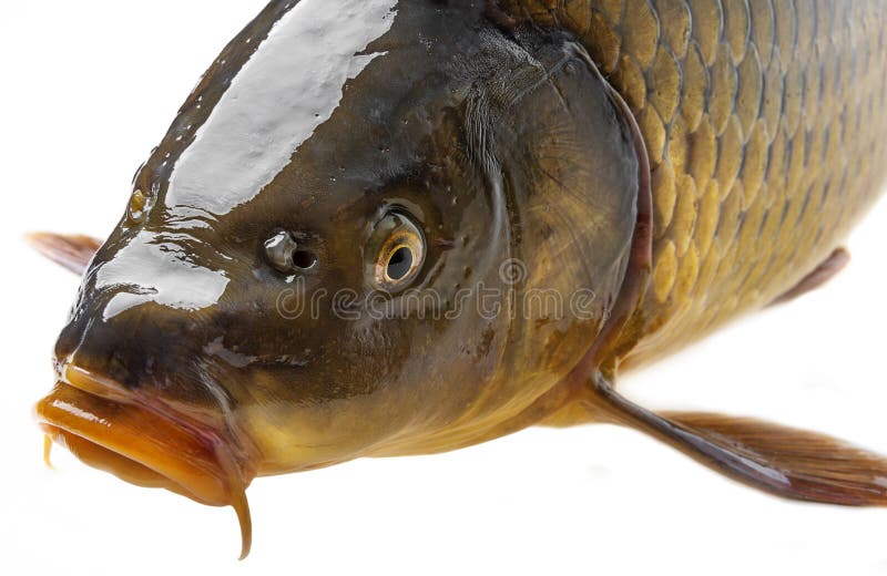 Beautiful Carp stock photo. Image of oriental, fish, recreation - 6834300