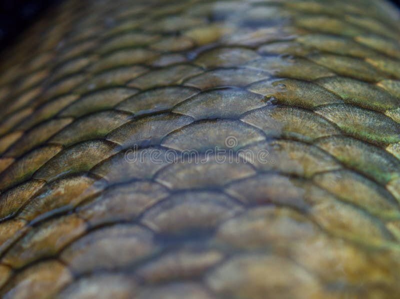 Carp stock image. Image of water, green, nature, detail - 291530987