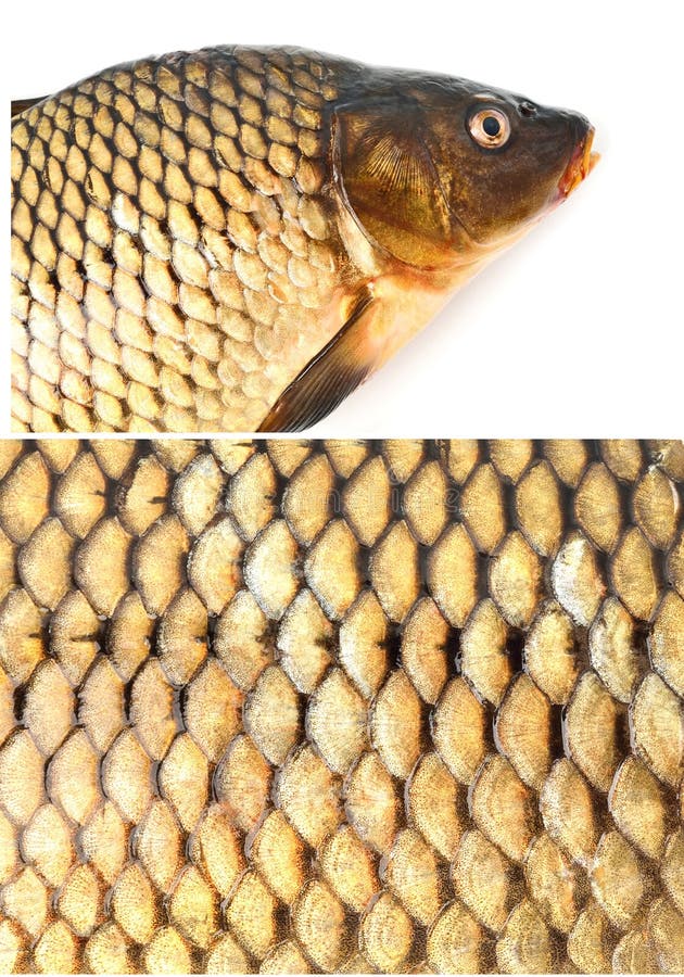 Carp dietary fish, squama stock image. Image of ingredient - 45137249