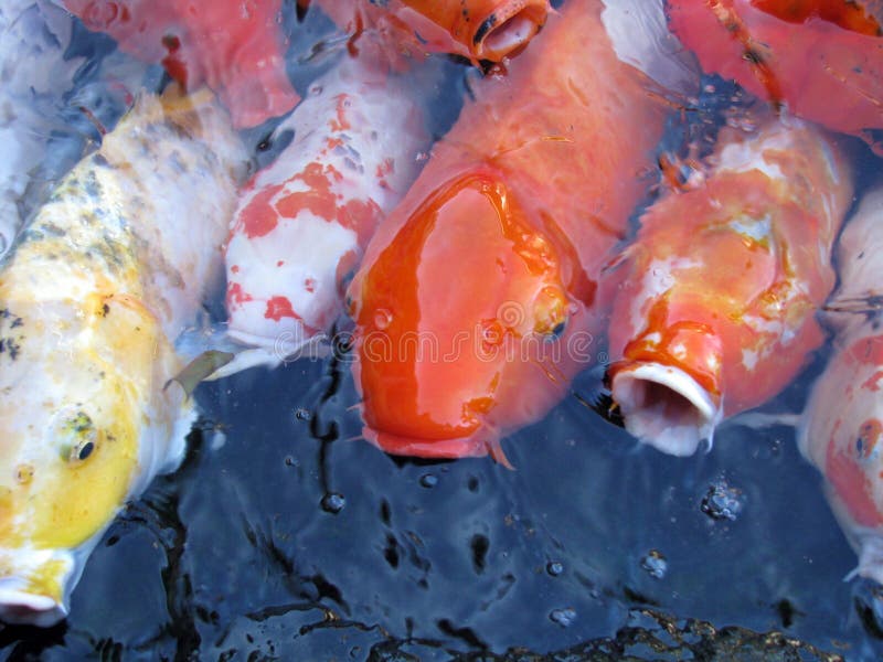 Carp feeding stock photo. Image of fish, food, colorful - 5829438
