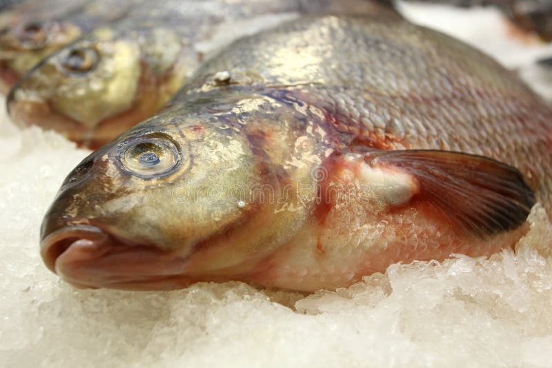 Carp fish stock image. Image of seafood, carp, ocean - 11705077