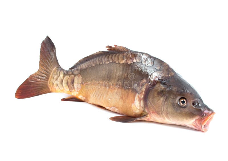 Carp fish stock photo. Image of meat, freshness, object - 17210378