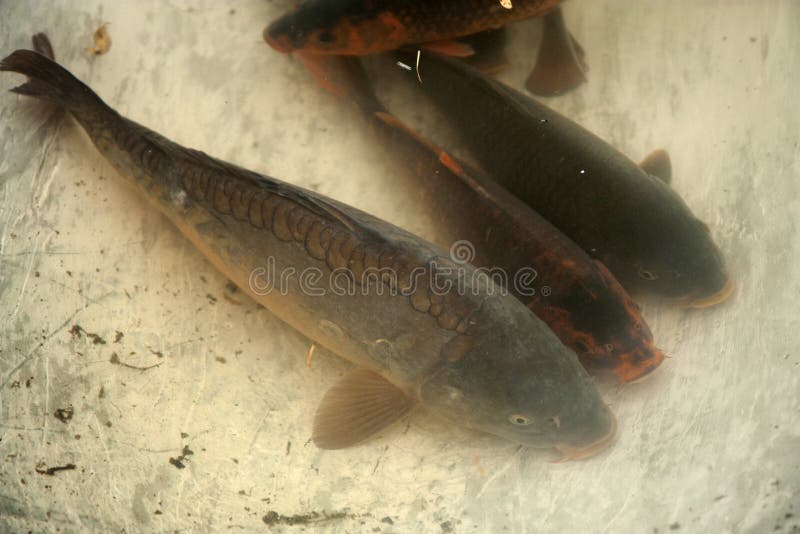 Carp fish stock photo. Image of pond, carp, fish, water - 21961694