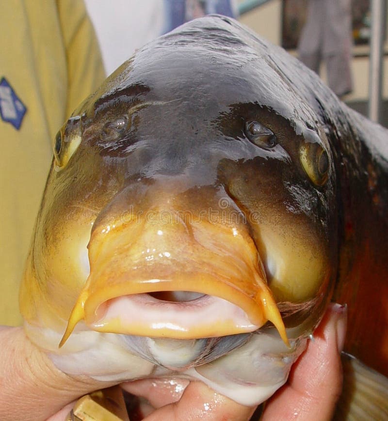 Carp fish stock photo. Image of shrine, pond, park, carps - 22856