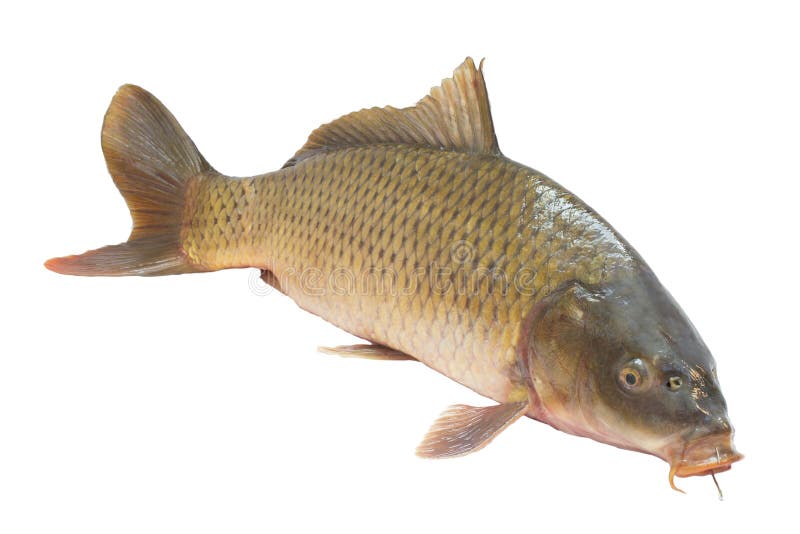 Carp fish stock photo. Image of river, closeup, dinner - 28747786