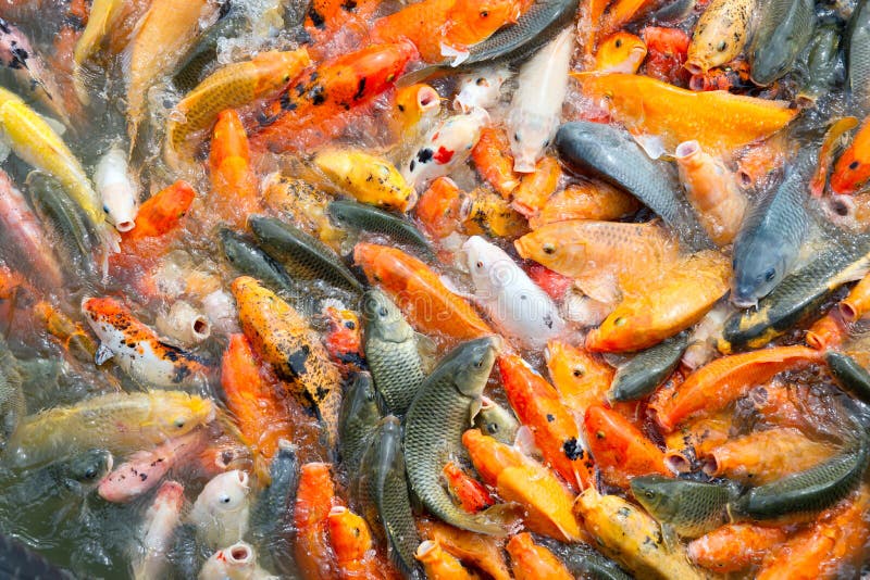 Fish farming stock photo. Image of water, swarm, agriculture - 13471358