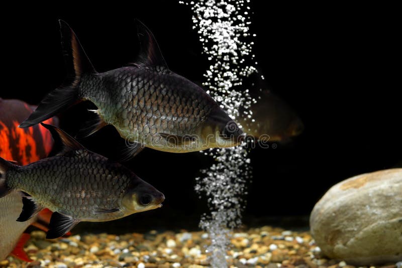 Carp fish in the aquarium stock photo. Image of fish - 73581422