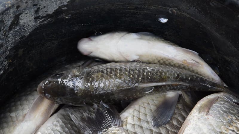Carp Fish Catch in Bucket. Live Fish Stock Footage - Video of fishing ...