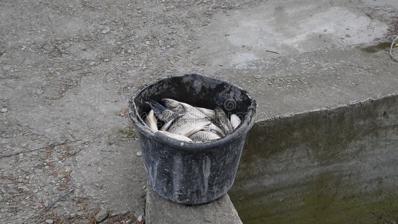 Carp Fish Catch in Bucket. Live Fish Stock Footage - Video of business ...
