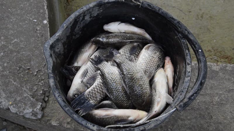 Carp Fish Catch in Bucket. Live Fish Stock Footage - Video of animal ...