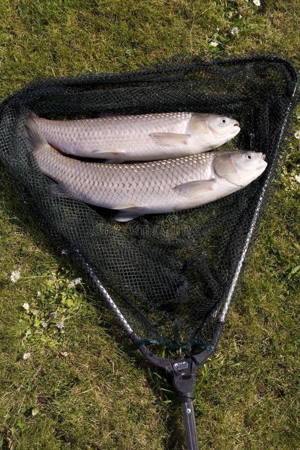 Carp Fish Caught in a River Stock Image - Image of fresh, eating: 10580533