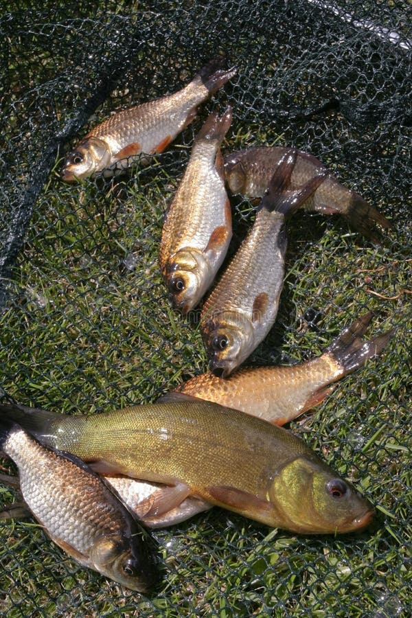 Carp Fish Caught in a River Stock Image - Image of catch, wild: 10979365