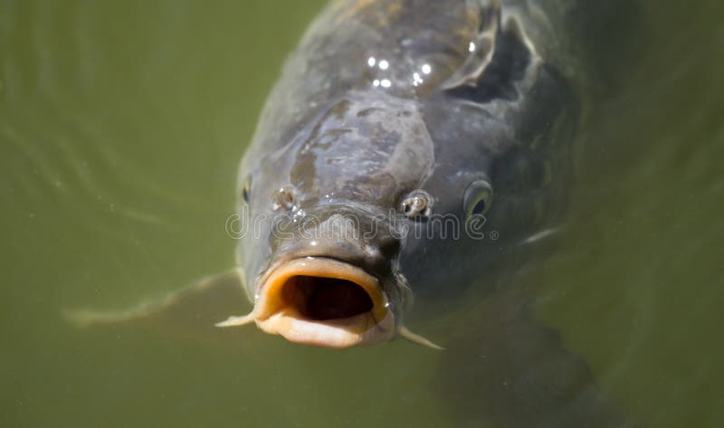 Carp fish stock image. Image of fishing, animal, swimming - 76585287