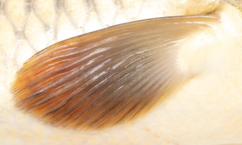 Carp Fish Fin As Background Stock Photo - Image of freshwater, healthy ...