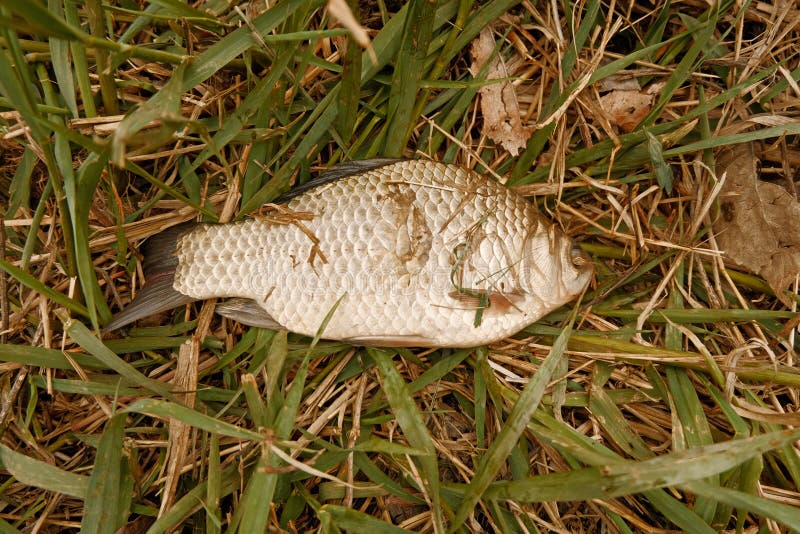 Fish grass carp isolated stock image. Image of grass - 68783987