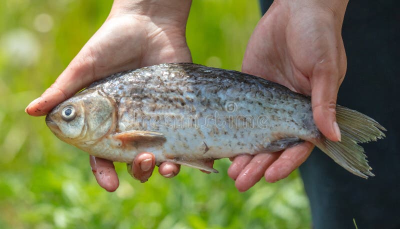 Carp Fish in Hands in Nature. Stock Image - Image of freshness, meal: 271494643