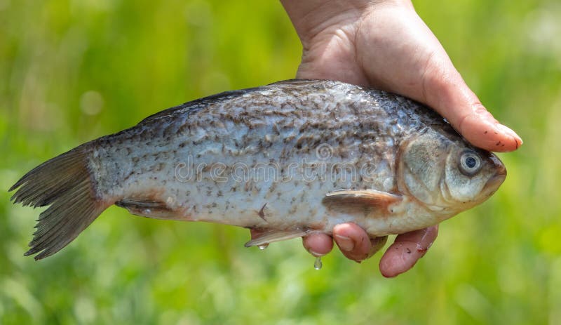Carp Fish in Hands in Nature. Stock Photo - Image of cleaning, knife ...
