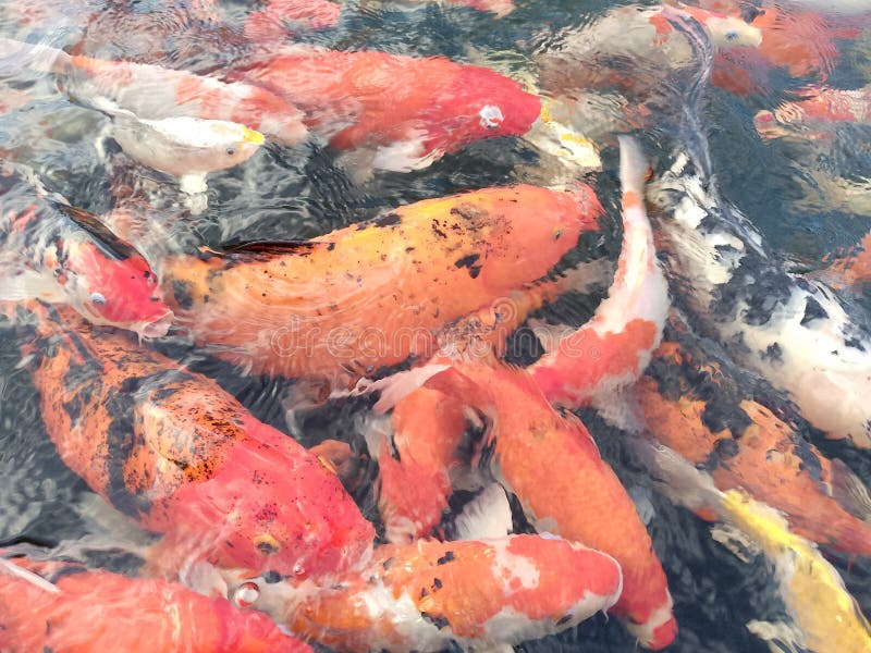 Carp is a Fish that Has a Long Body and Flat Sides. Its Distinctive ...