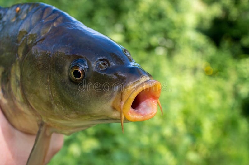 1,178 Carp Head Close Stock Photos - Free & Royalty-Free Stock Photos ...